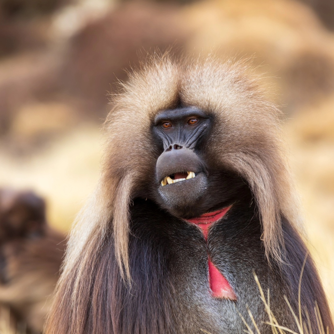 Wildly Adventures – Saving Wildlife one Adventure at a time.